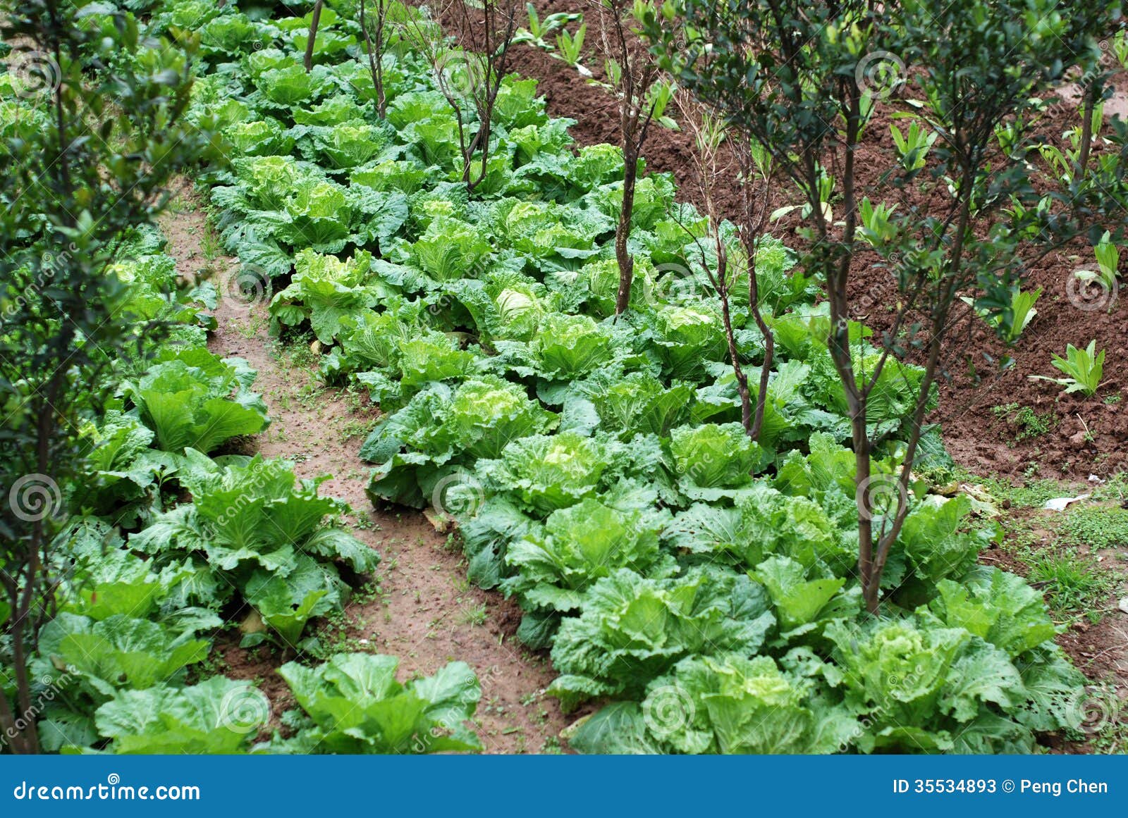 Growing vegetables stock image. Image of green, ripe - 35534893
