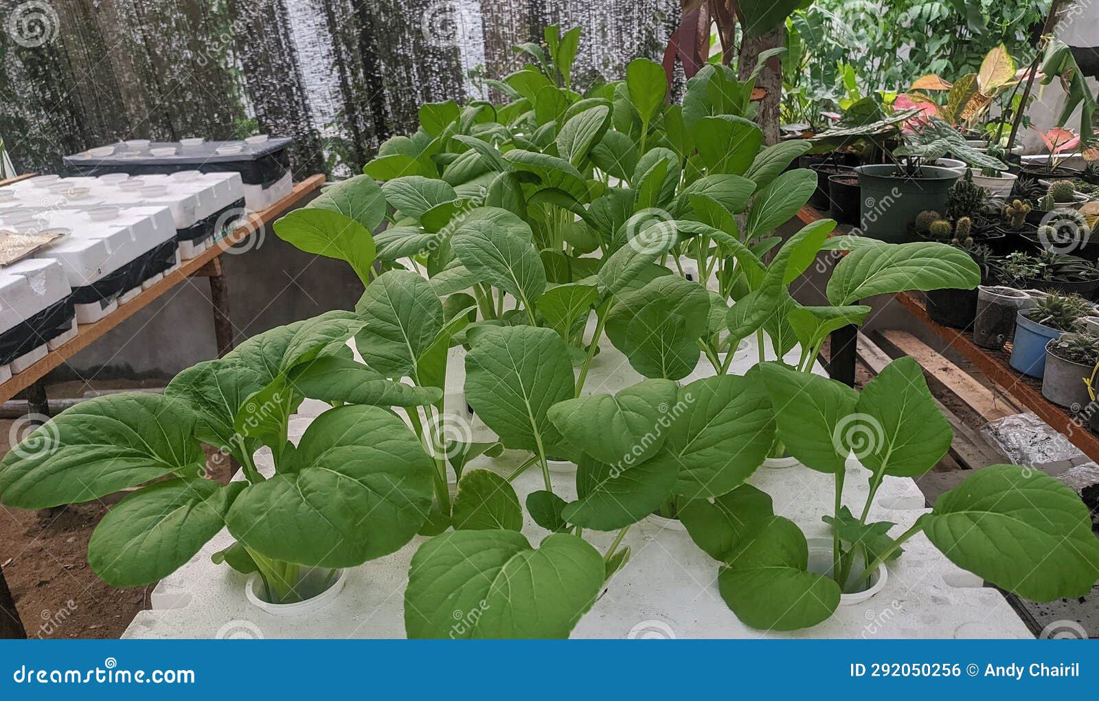 Growing Vegetables with a Hydroponic System Using Styrofoam Stock Photo ...