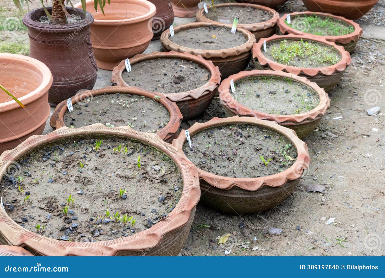 Growing Vegetables in Large Clay Pots. Container Gardening Concept ...
