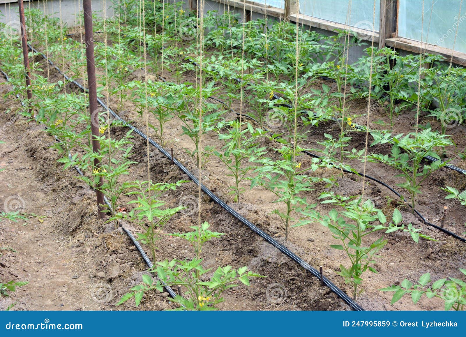 Growing Vegetables Using Drip Irrigation Stock Image - Image of ...