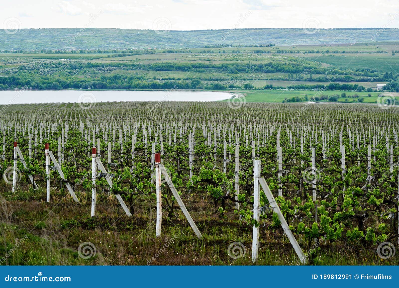 Growing Vineyards in Moldova Stock Image - Image of green, european ...