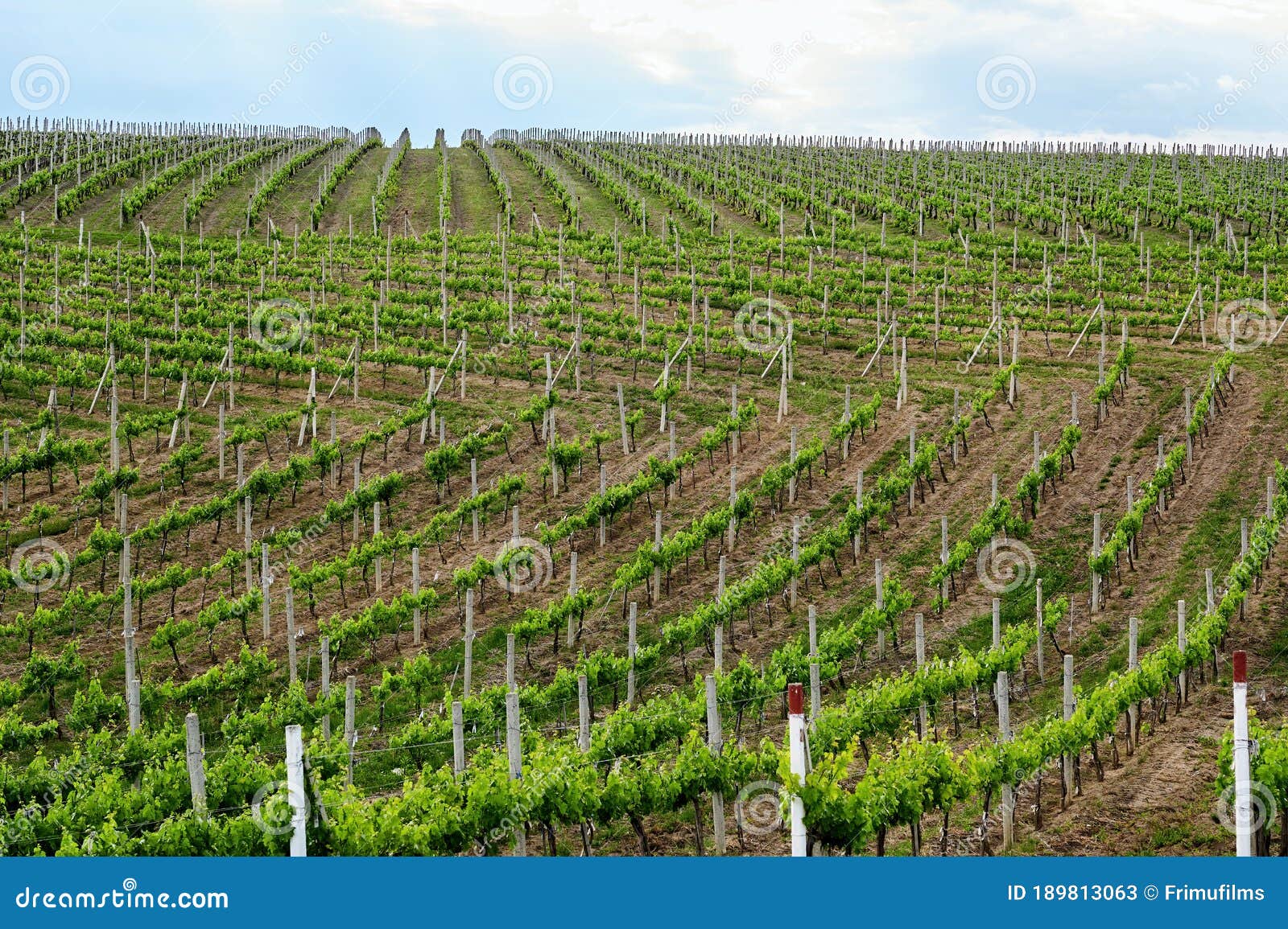 Growing Vineyards in Moldova Stock Image - Image of eastern, famous ...