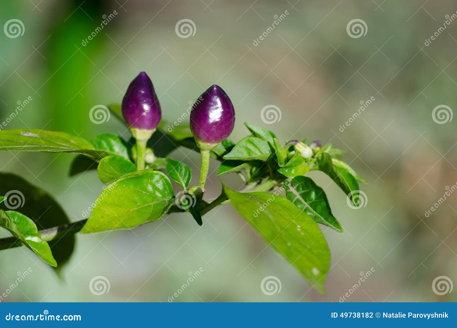 Growing of Violet Chilly Peppers in the Garden Stock Photo - Image of ...