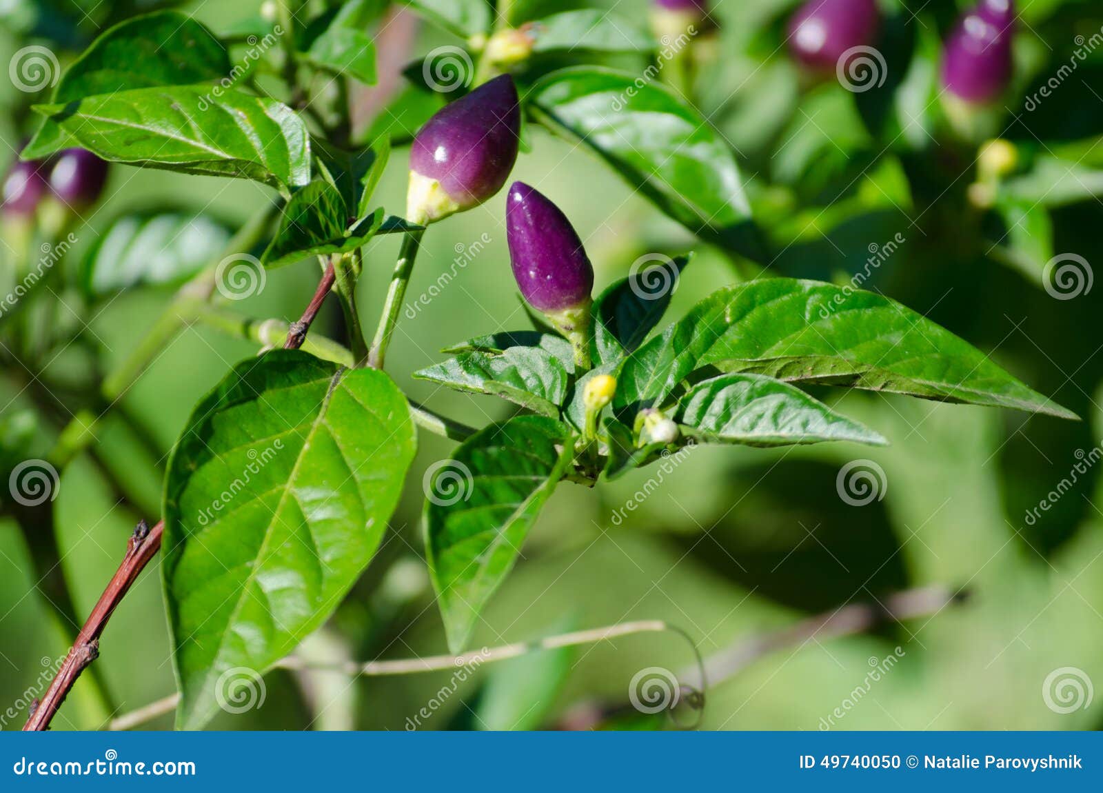 Growing of Violet Chilly Peppers in the Garden Stock Photo - Image of ...