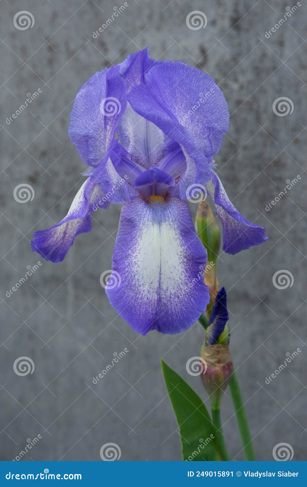Growing Violet Iris Flower on Grey Background Stock Image - Image of ...