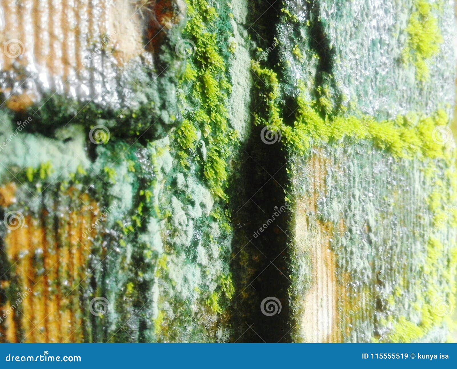 Wall stock image. Image of facade, algae, wall, growing - 115555519