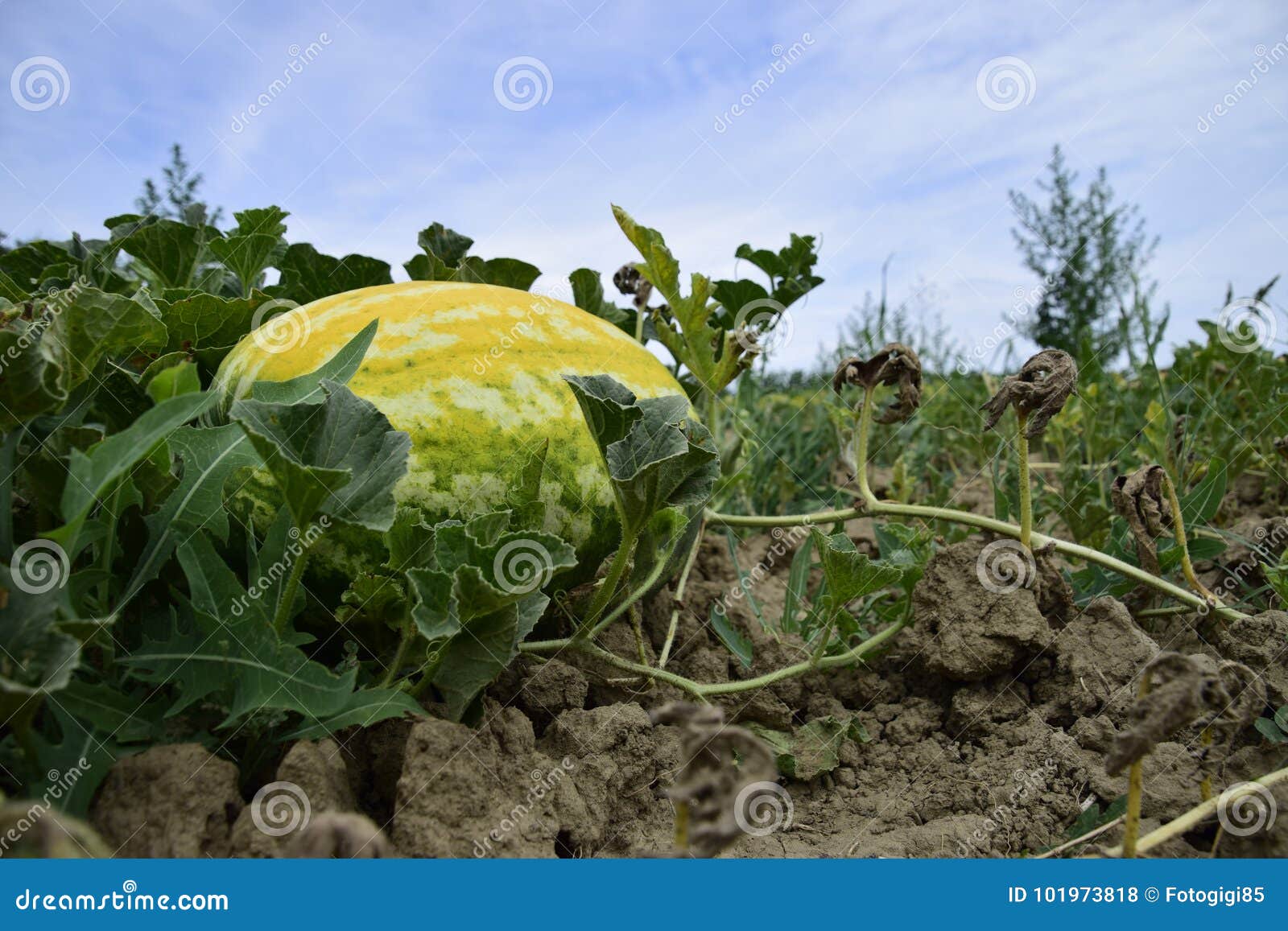The Growing Water-melon in the Field Stock Photo - Image of meal ...