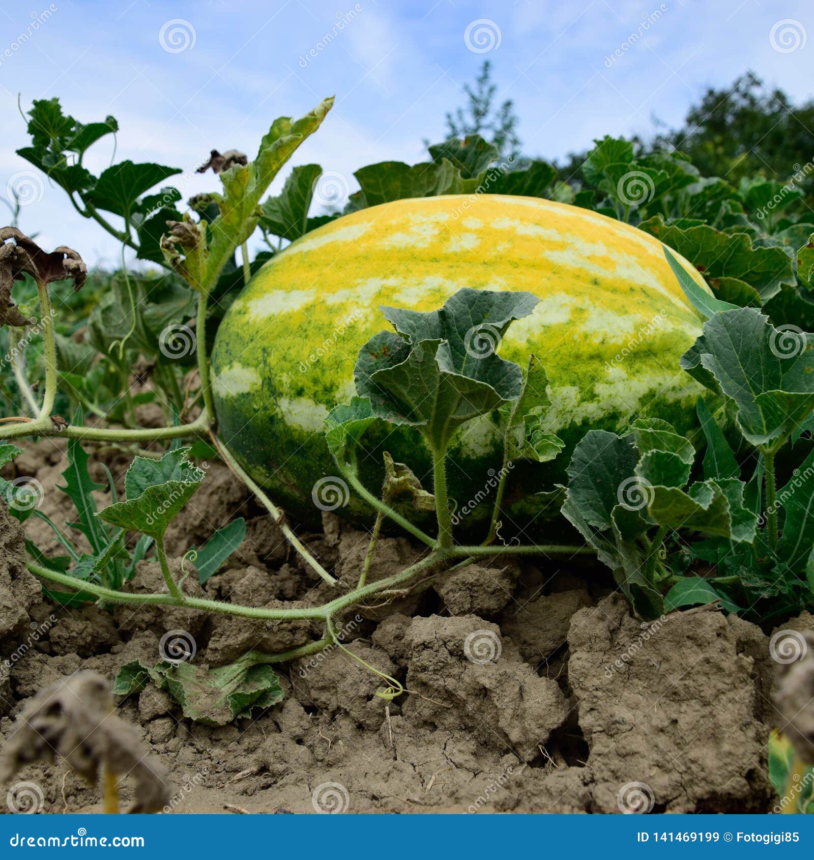 The Growing Water-melon in the Field Stock Image - Image of lifestyle ...