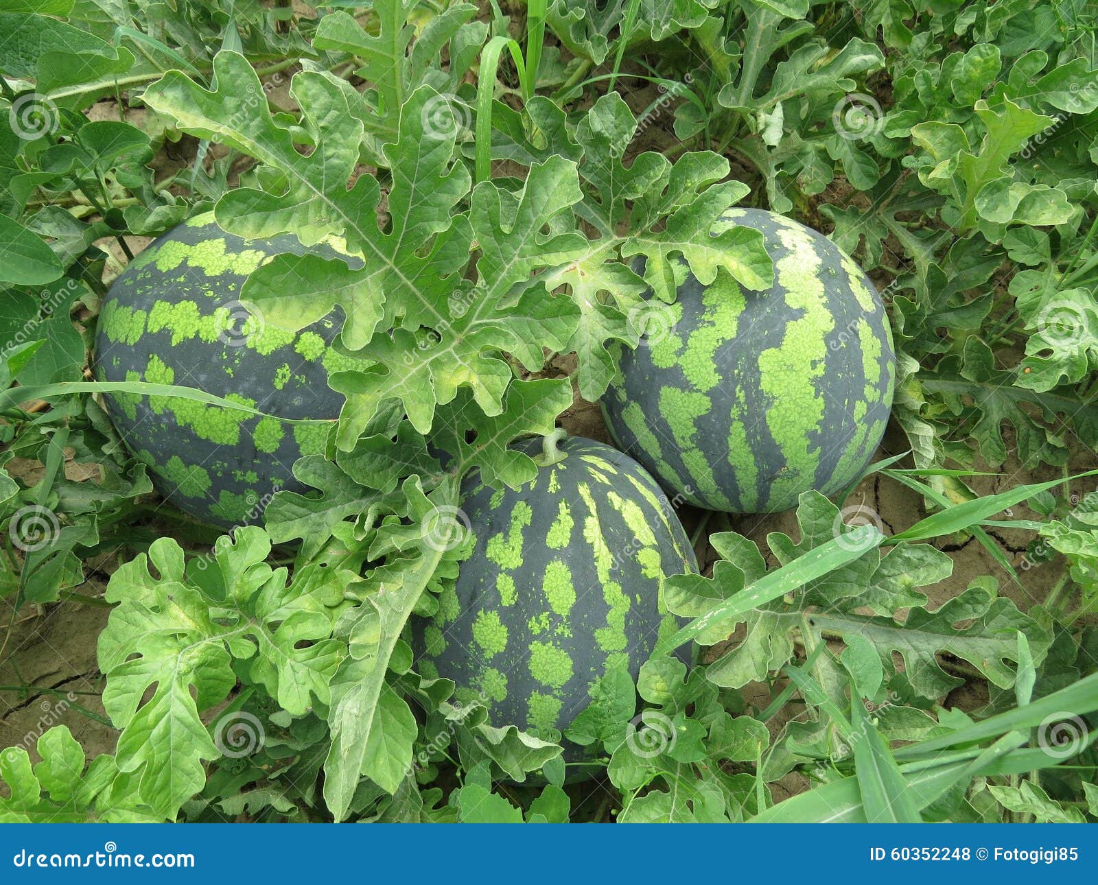 The Growing Water-melon in the Field Stock Photo - Image of countryside ...