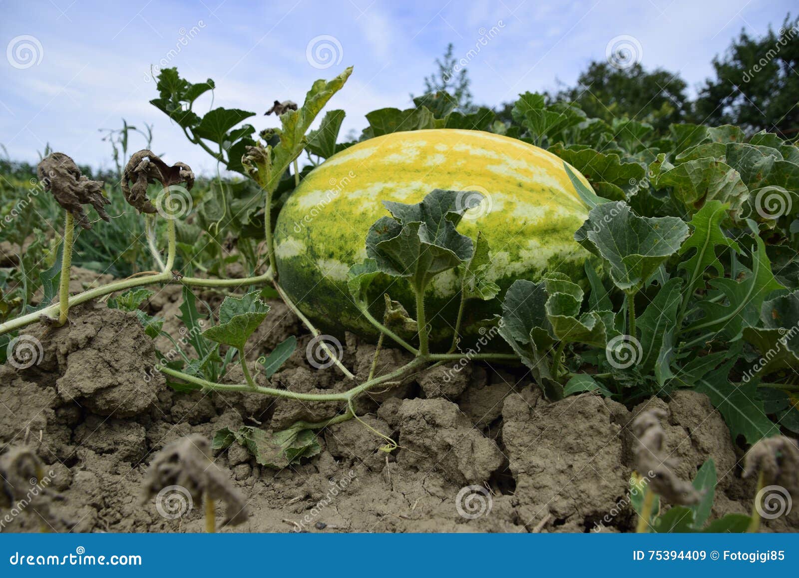 The Growing Water-melon in the Field Stock Image - Image of green ...