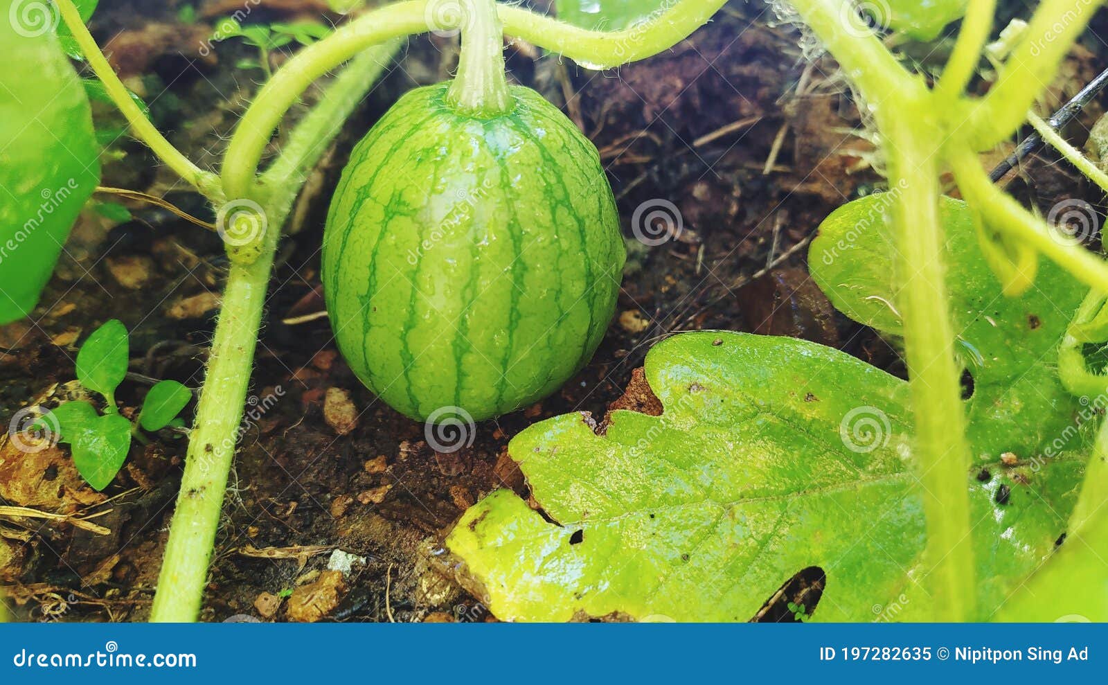 Growing watermelon baby stock image. Image of fruit - 197282635