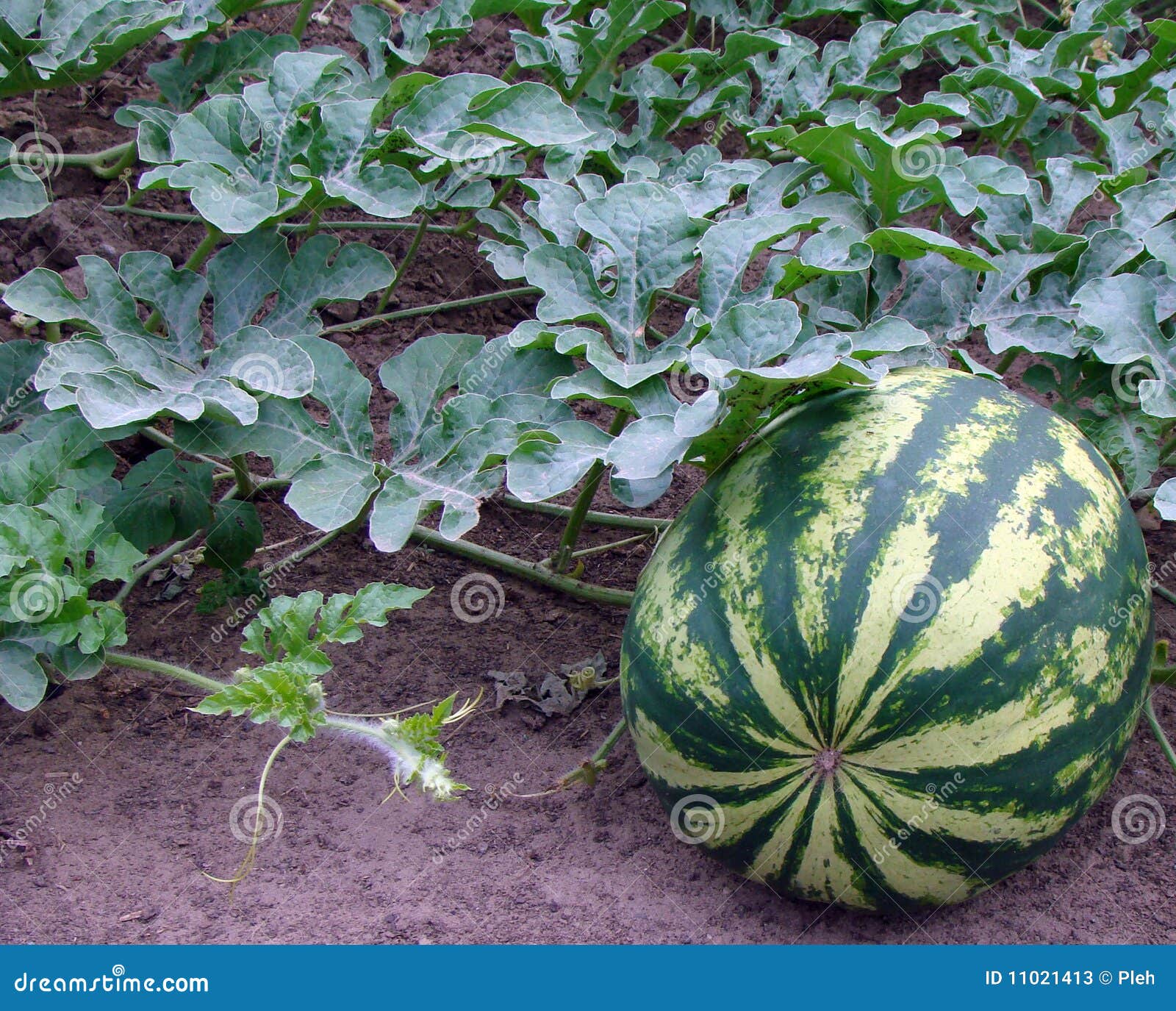 Growing Watermelon on the Field Stock Image - Image of cultivated ...