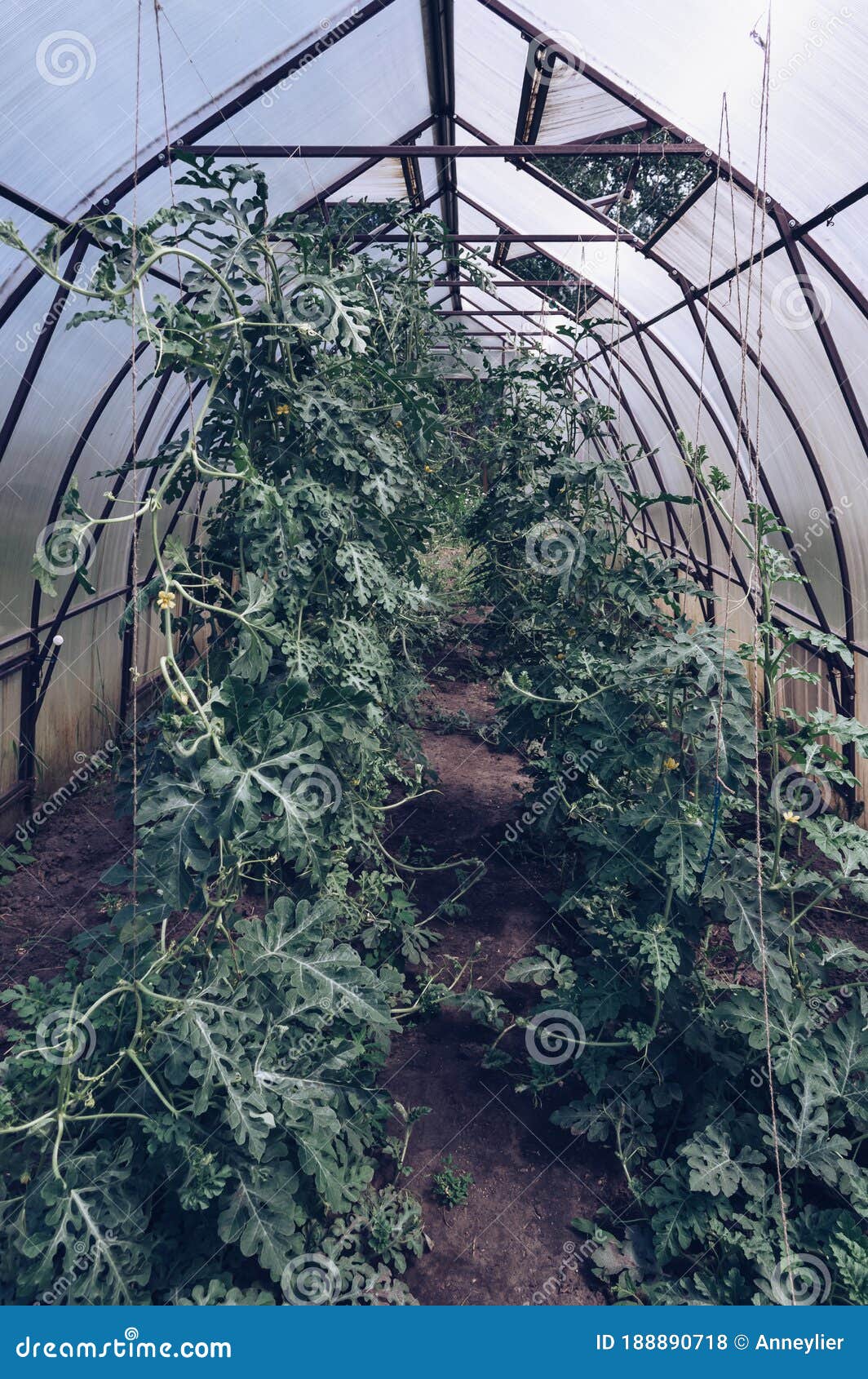 Growing Watermelons Inside of Greenhouse Stock Photo - Image of food ...