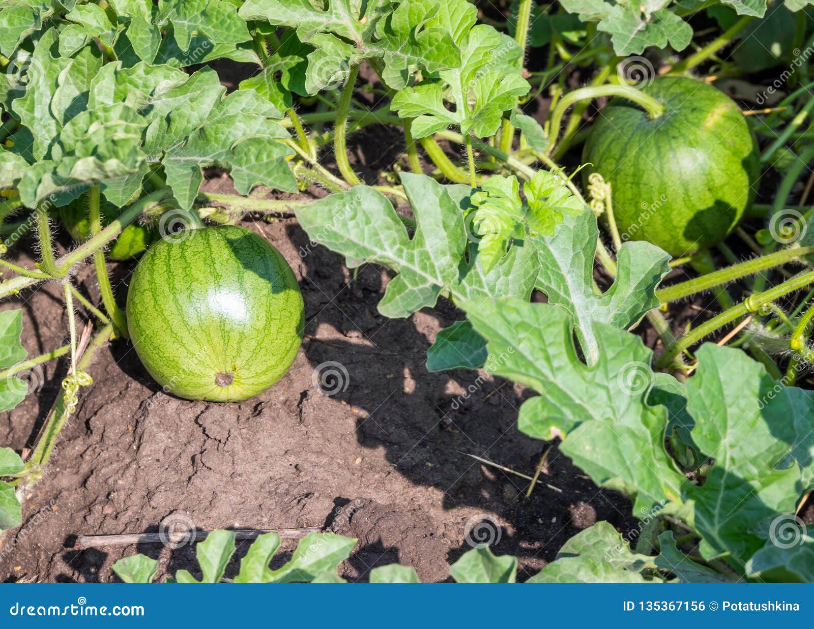Growing Watermelons in the Open Field on the Site Stock Photo - Image ...
