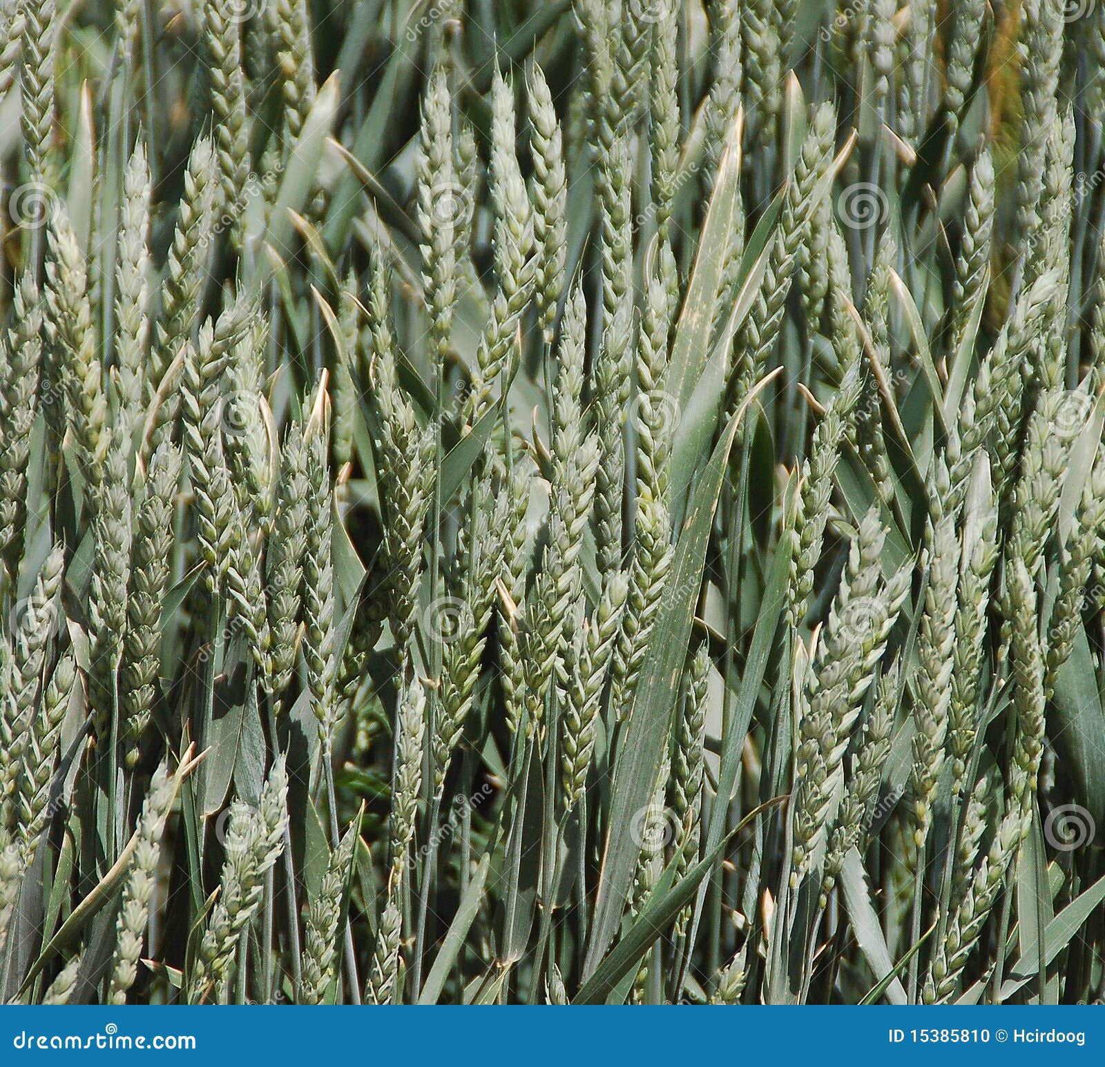 Growing wheat stock photo. Image of outdoors, agricultural - 15385810