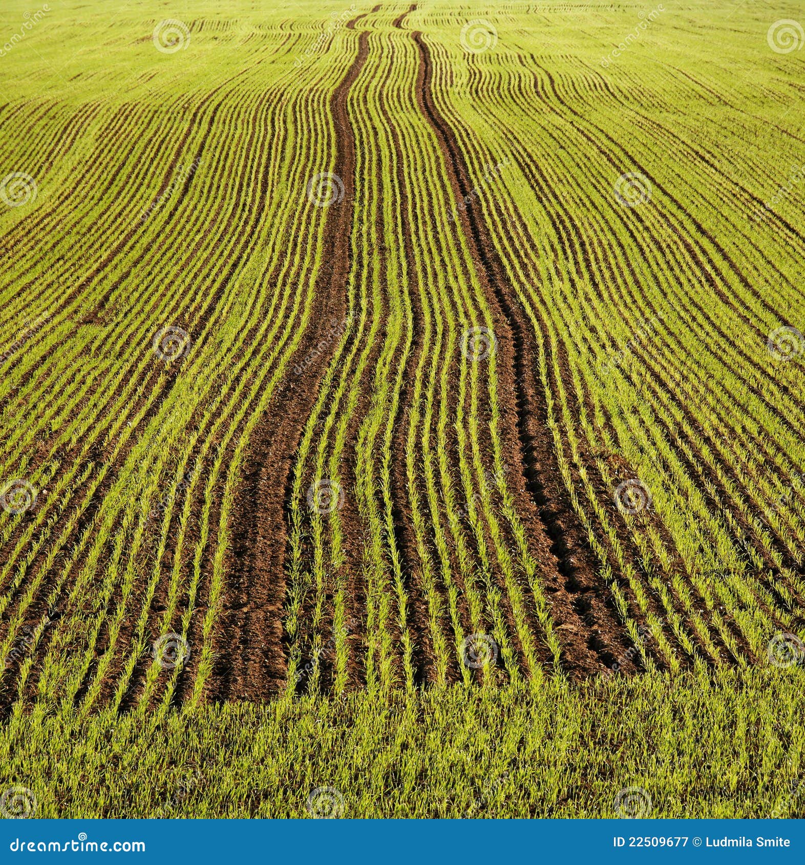 Growing wheat. stock image. Image of field, tree, farm - 22509677