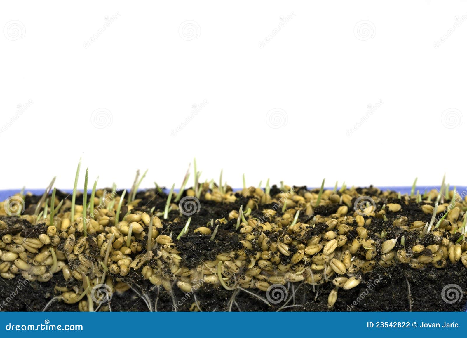 Growing wheat stock photo. Image of growing, botany, wheat - 23542822