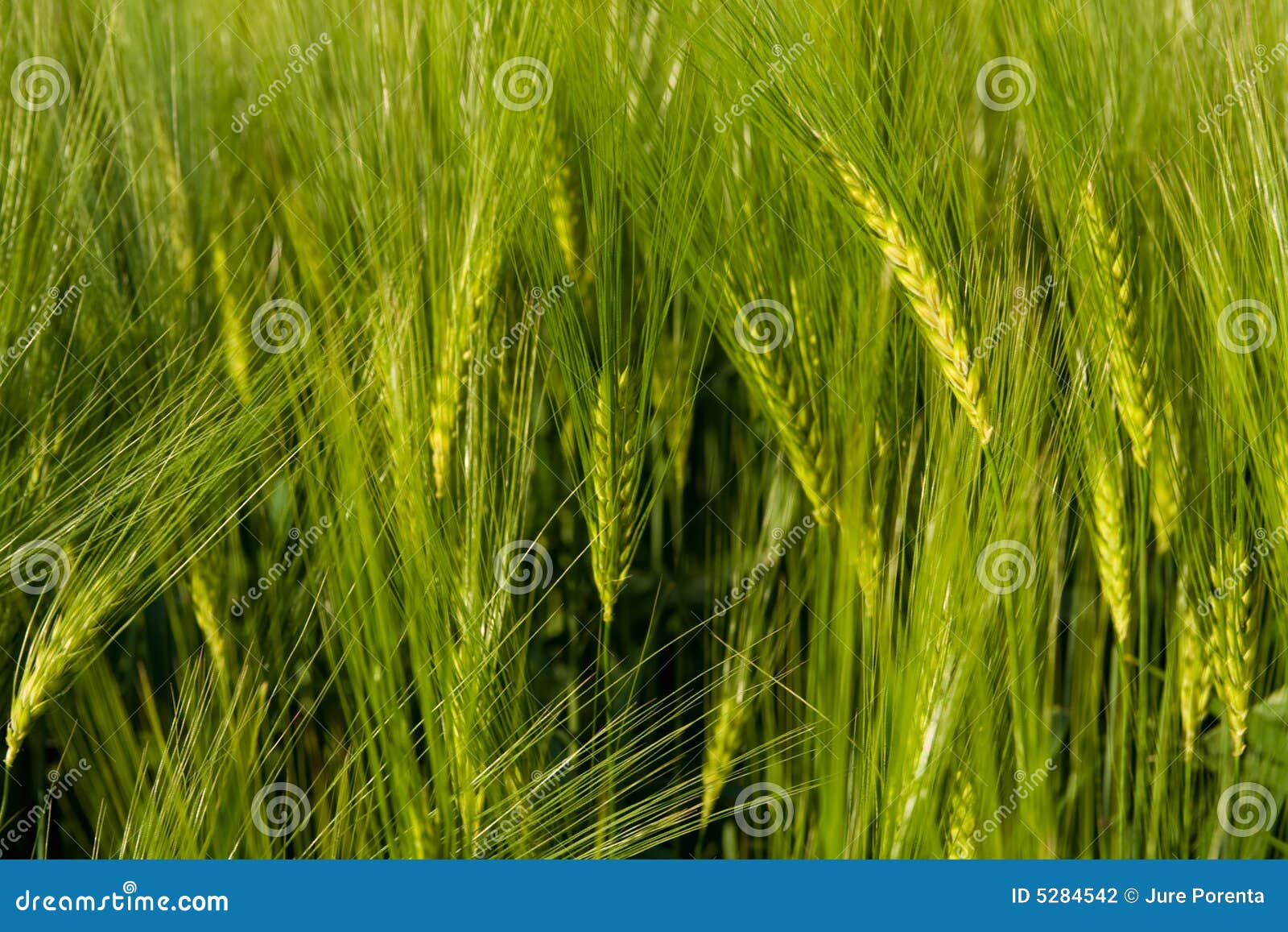 Growing wheat stock photo. Image of natural, harvest, grain - 5284542