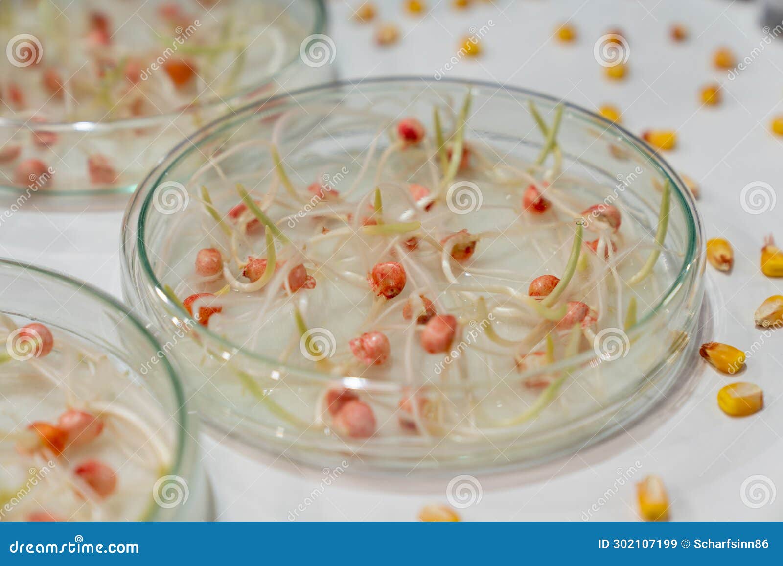 Growing Wheat and Beans in the Laboratory. Smart Technologies in ...