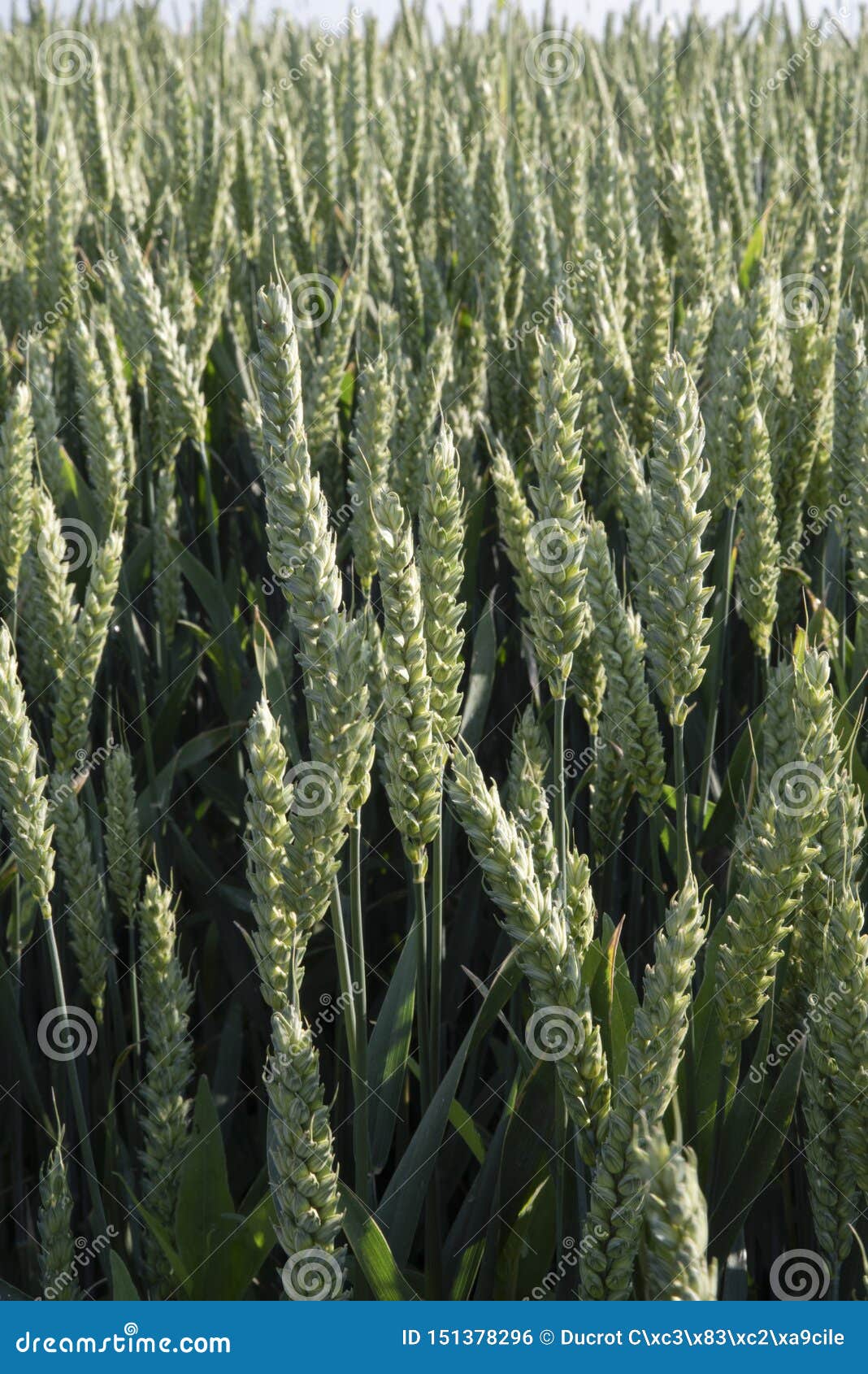 Growing wheat, close up stock photo. Image of farm, ecology - 151378296