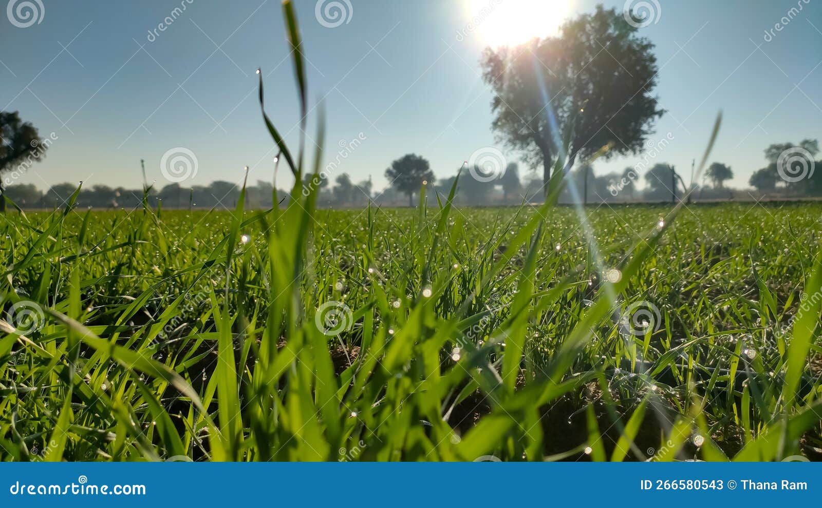 Growing Wheat Crop Field, Wheat Leaves with Sunlight Stock Image ...