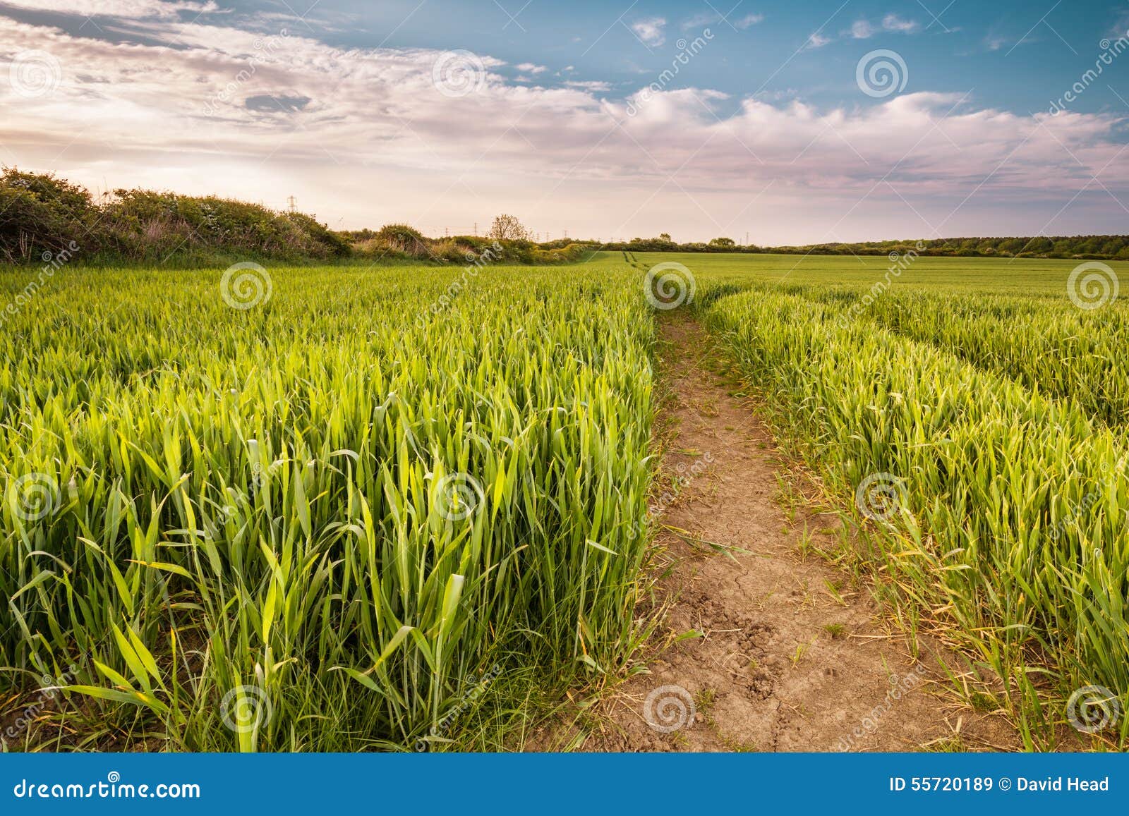 Growing Wheat Crop stock image. Image of growth, farmland - 55720189