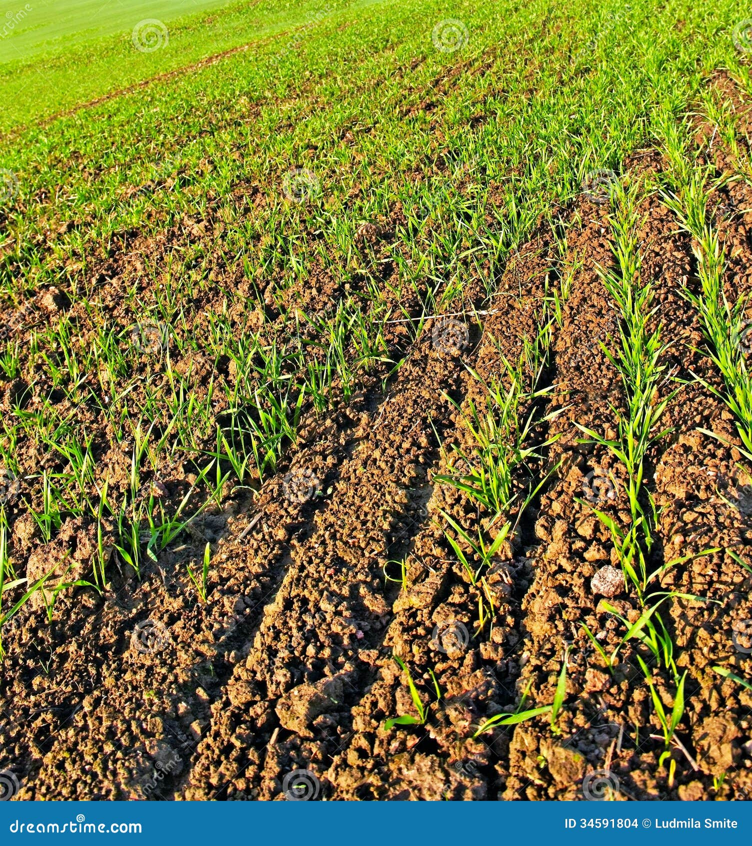 Growing wheat. stock photo. Image of light, meadow, natural - 34591804