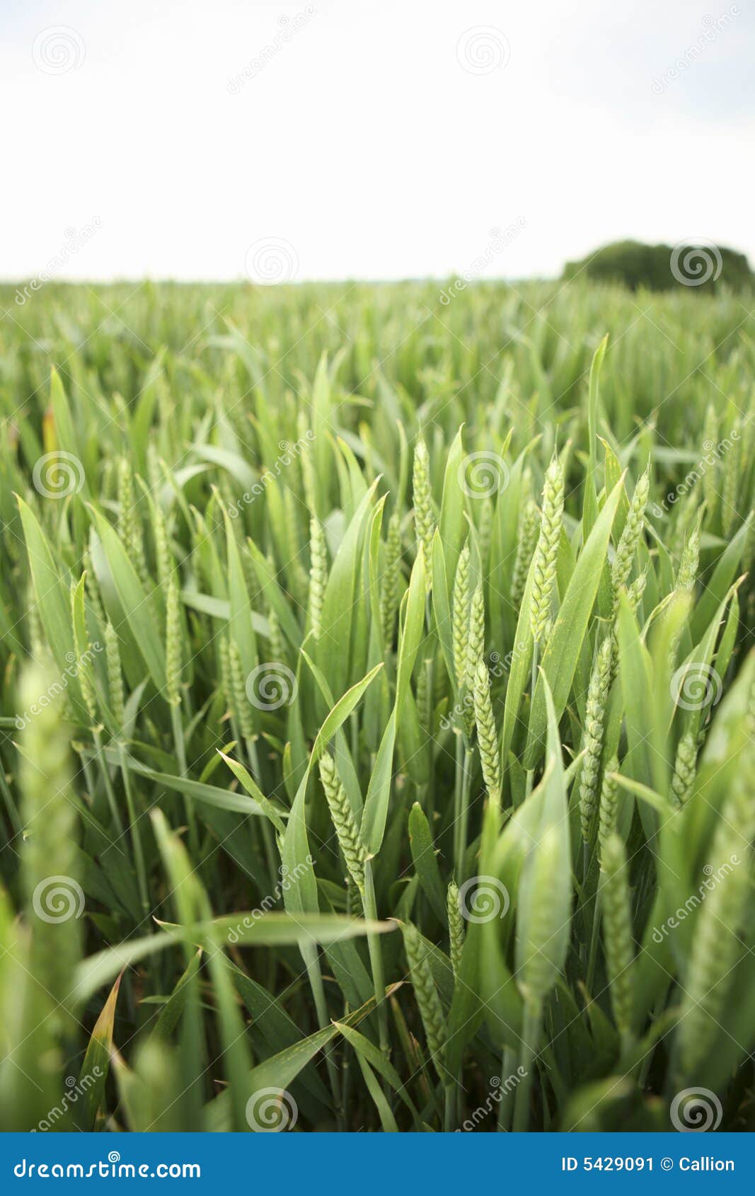Growing wheat field stock image. Image of environment - 5429091