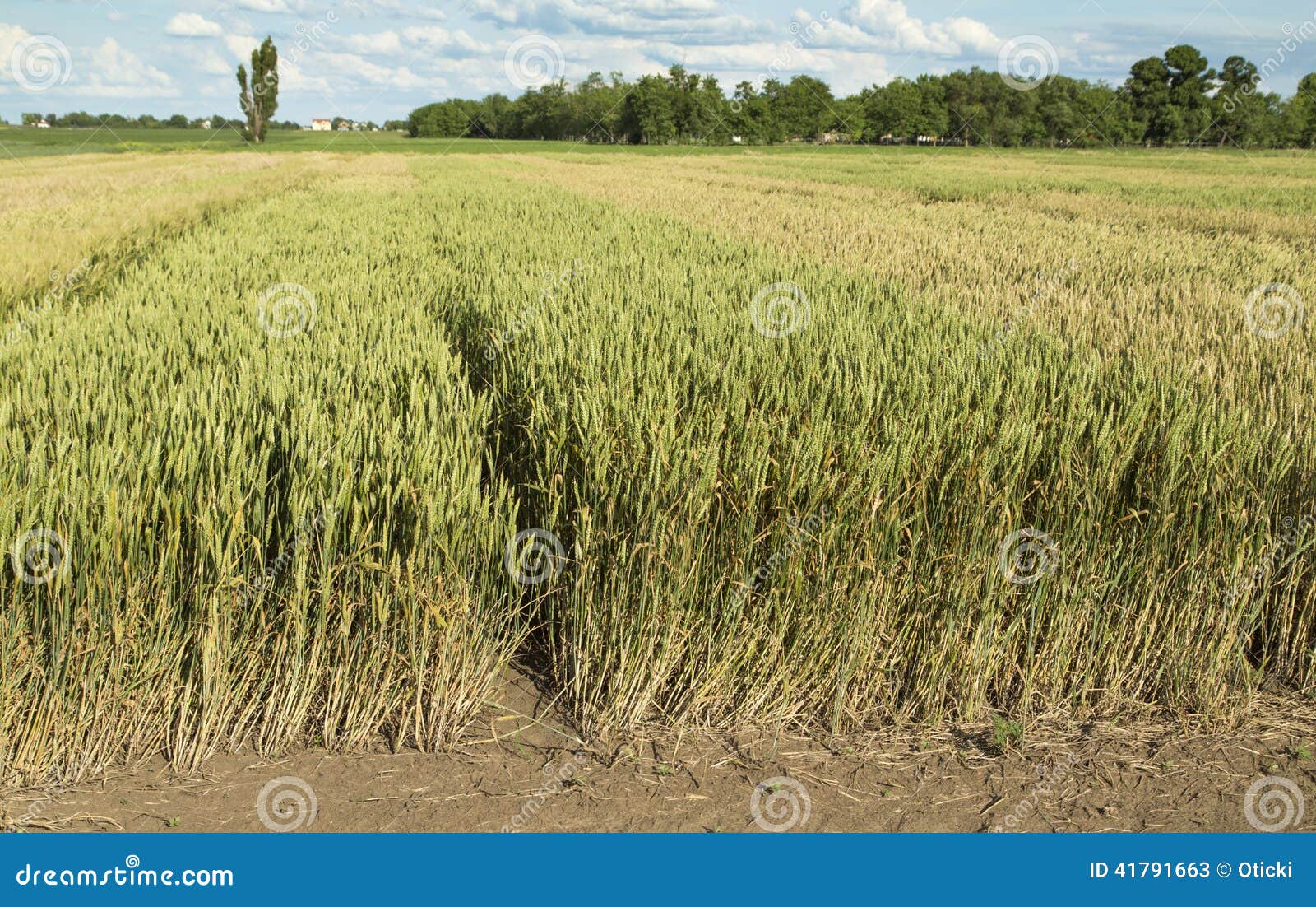 Growing Wheat Fields with Different Sorts and Colors Stock Image ...