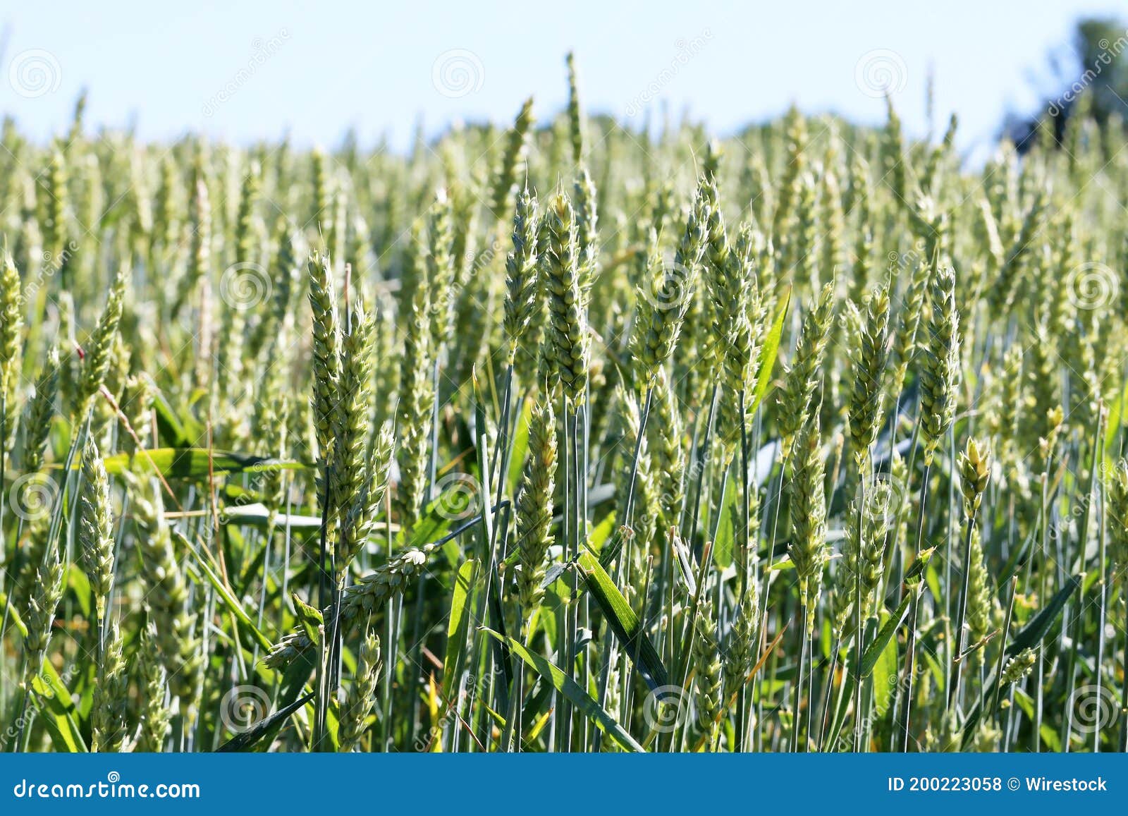 Growing Wheat Plants in the Field Stock Photo - Image of ripe, outdoor ...