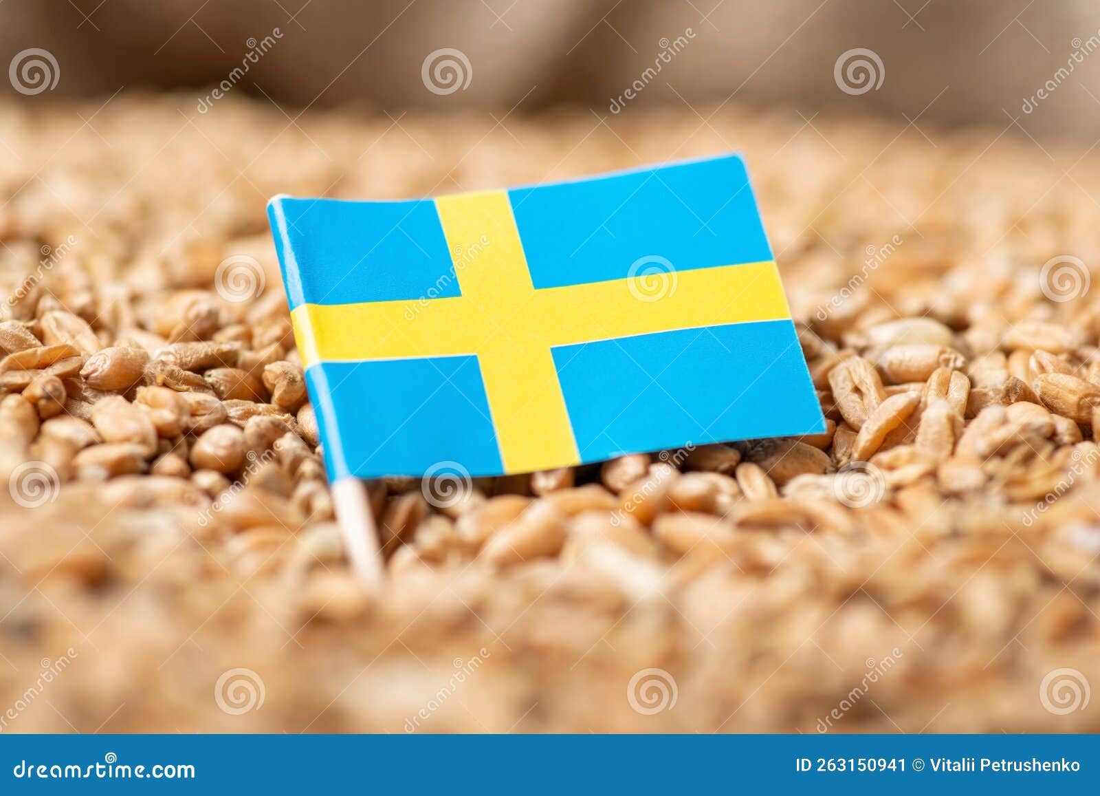 Growing Wheat in Sweden Concept Stock Image - Image of bread, export ...