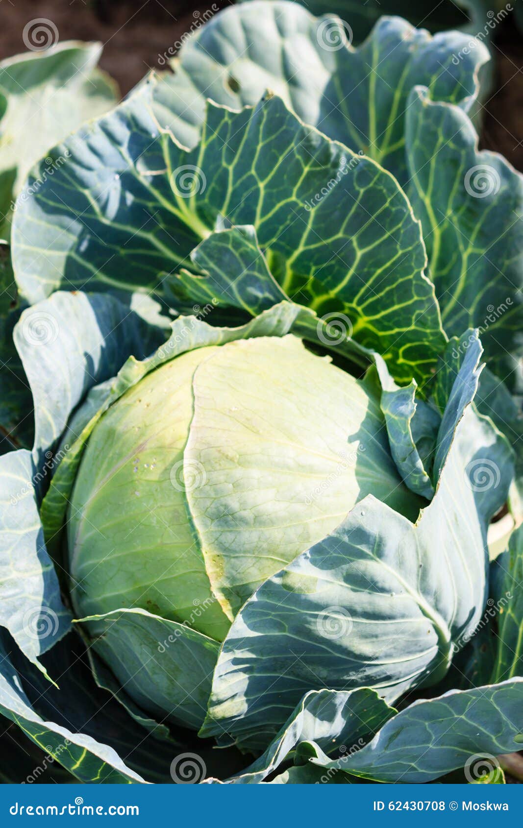 Growing White Cabbage in Field Stock Photo - Image of summer, botanical ...