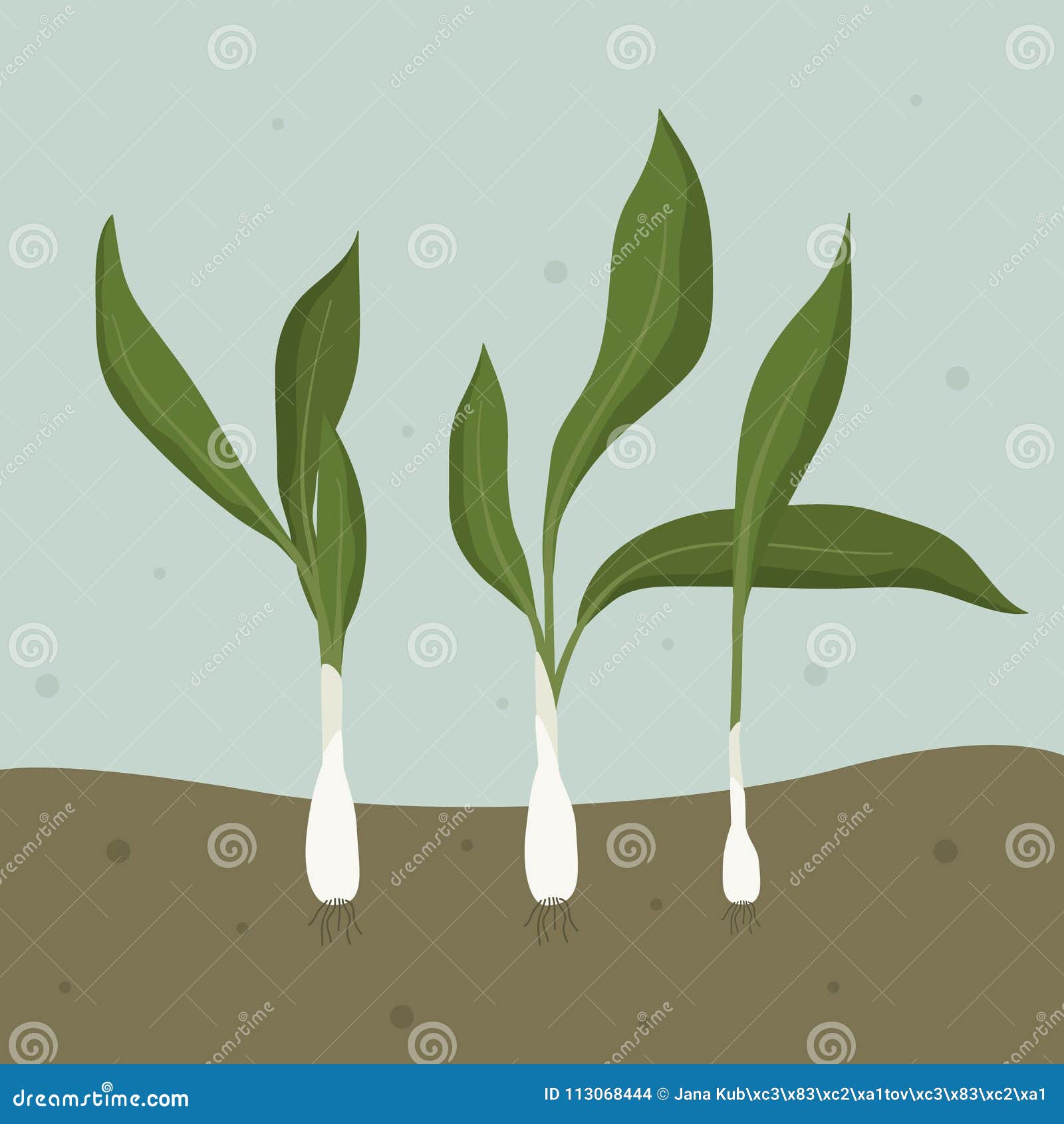 Growing wild garlic stock vector. Illustration of root - 113068444