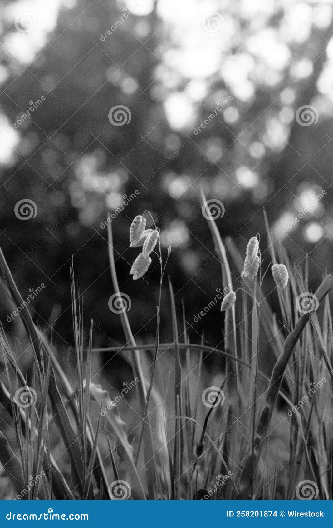 Growing Wild Oat Flower Surrounded by Grass Stock Photo - Image of ...