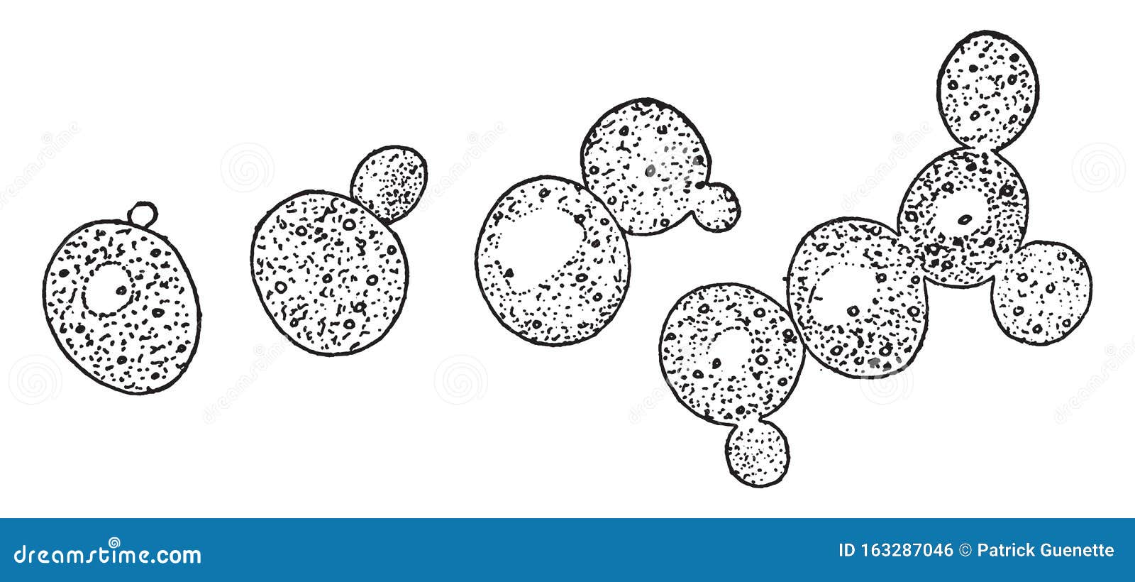 Growing Yeast Cells Vintage Illustration Stock Vector Illustration Of
