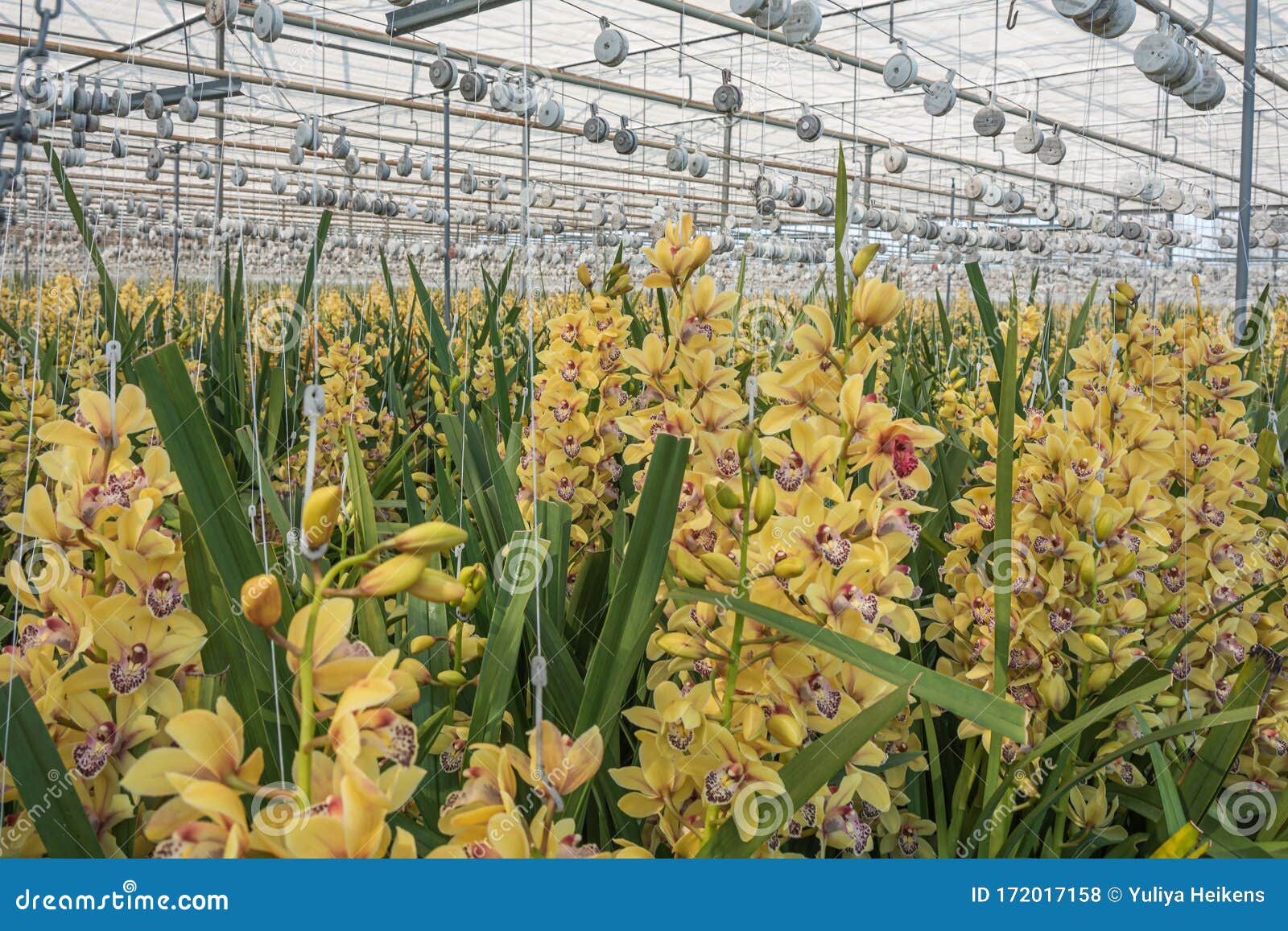 Growing Yellow Orchids in a Huge Greenhouse Stock Photo - Image of ...