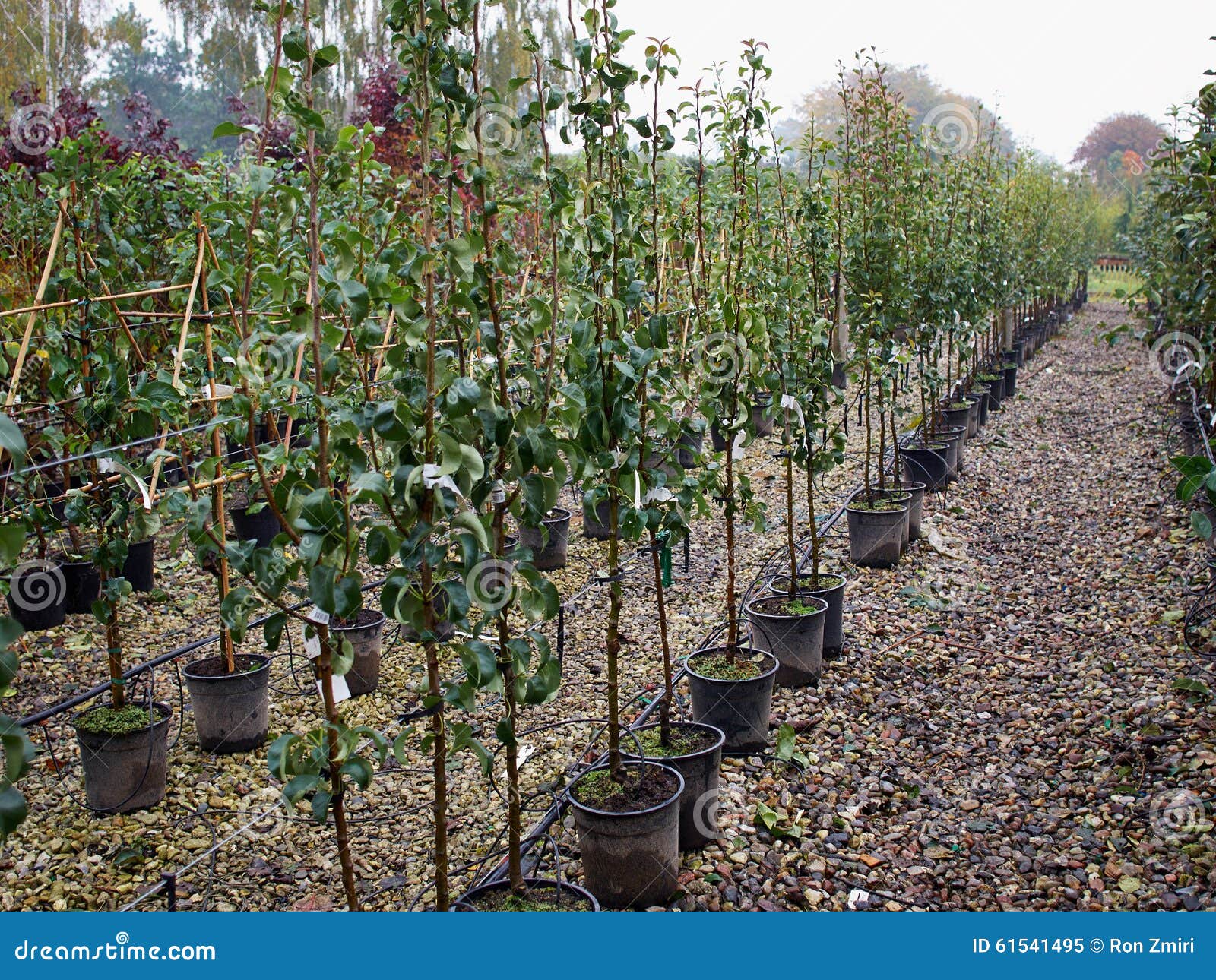Growing Young Apples in a Nursery Stock Image - Image of maintain ...