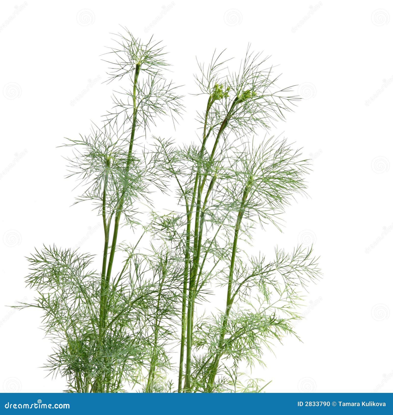 Growing young dill stock photo. Image of meal, food, herb - 2833790