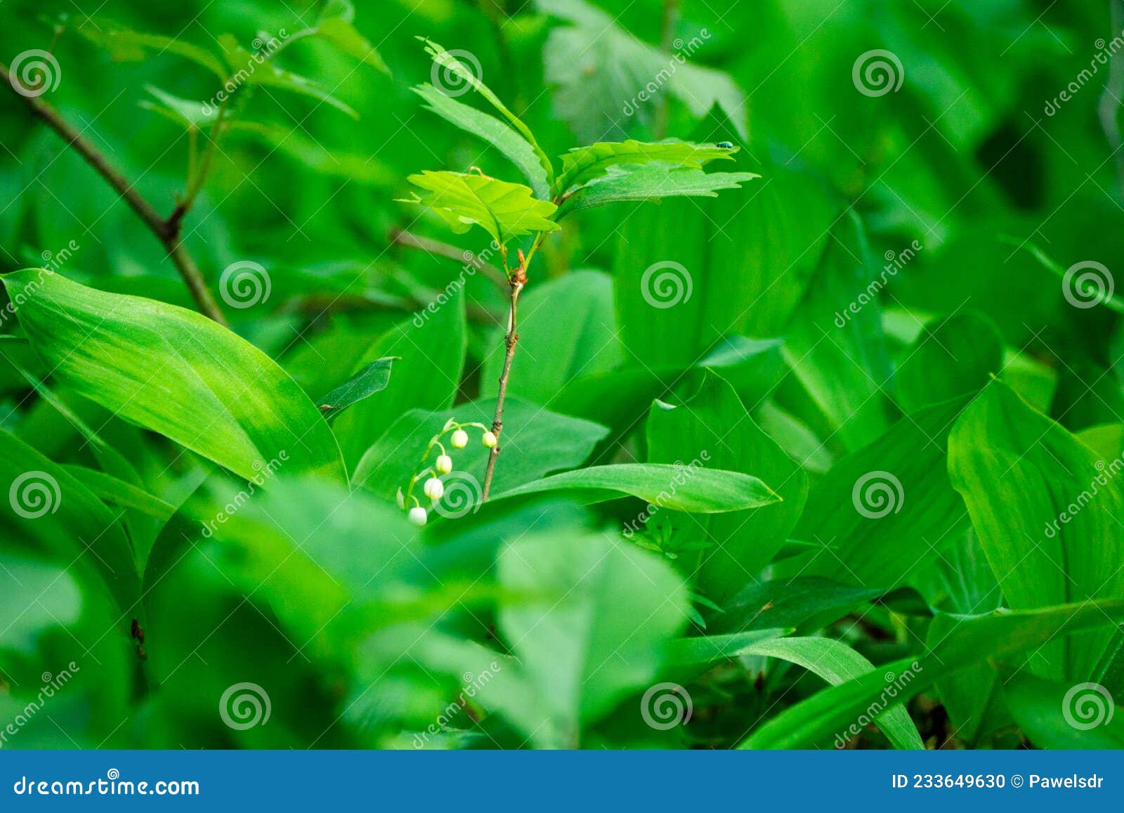 Growing Young Oak Tree and Lily of the Valley Stock Photo - Image of ...