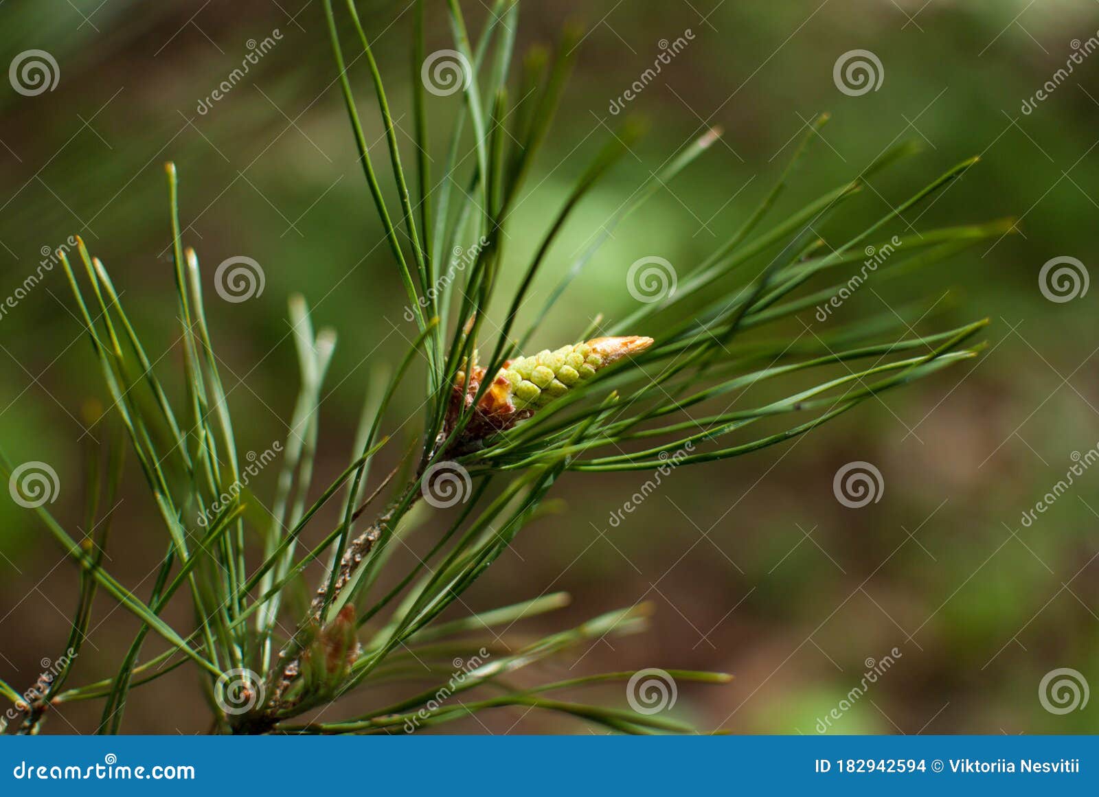 A Growing, Young Pine Cone. Stock Photo - Image of young, growing ...