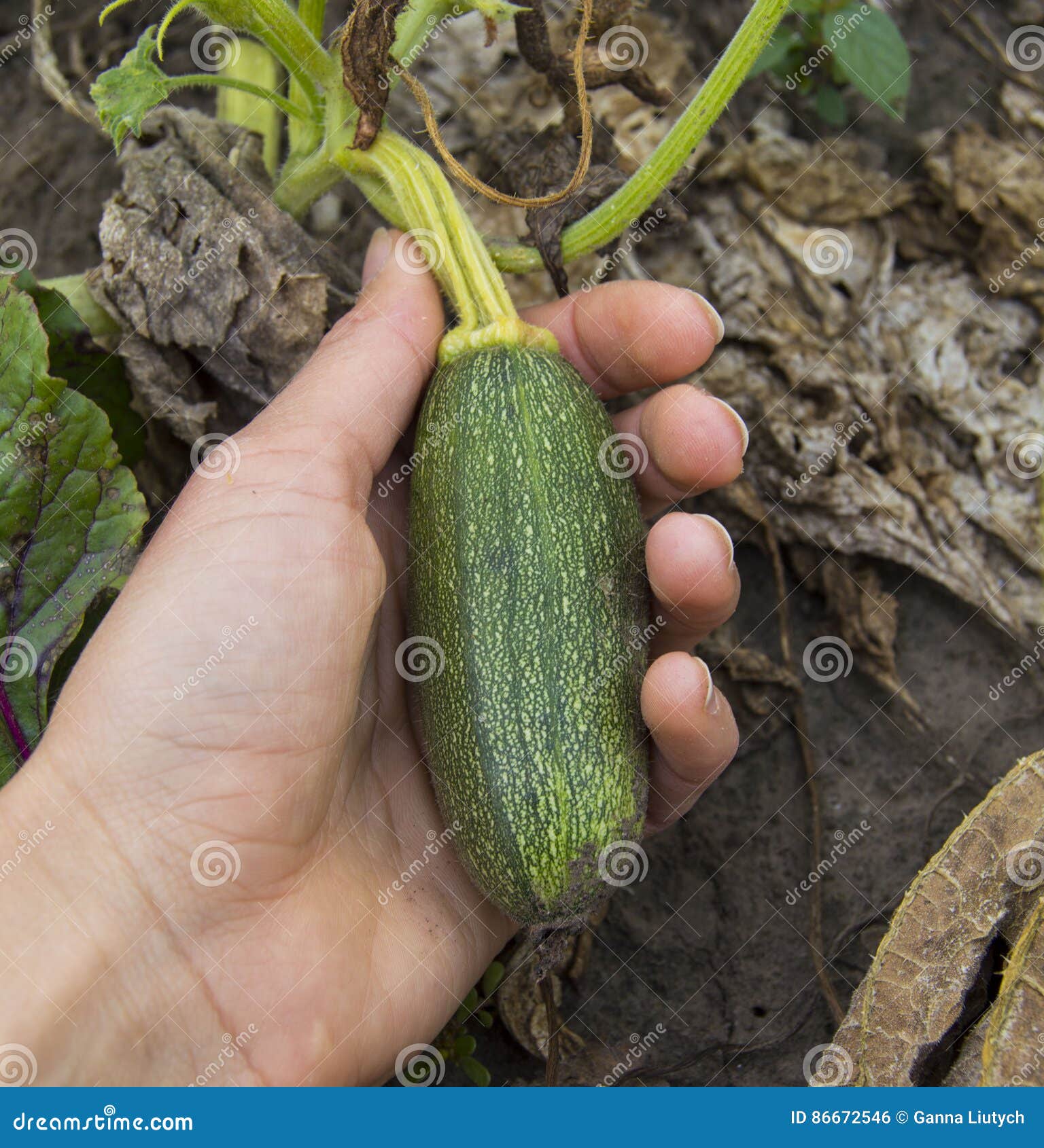 Growing Young Squash in Human Hand Stock Photo - Image of agriculture ...
