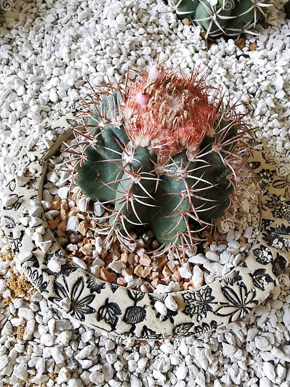 Growingâ€‹ Cactusâ€‹ Inâ€‹ Potsâ€‹ Stock Photo - Image of pots, wildflower: 205929492