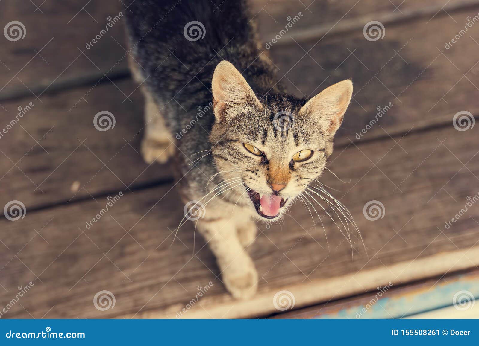 Growl angry cat stock image. Image of wildlife, anger - 155508261