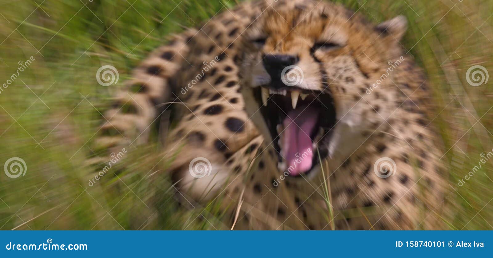 Growl of the leopard stock image. Image of effect, special - 158740101