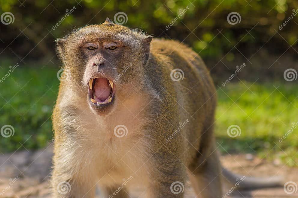 Growl of Monkey stock photo. Image of wild, wildlife - 29532156