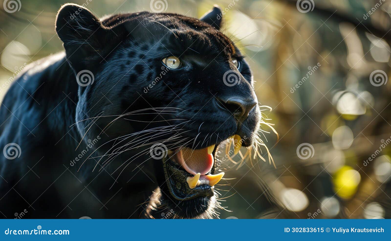 Growling black panther stock illustration. Illustration of beautiful ...