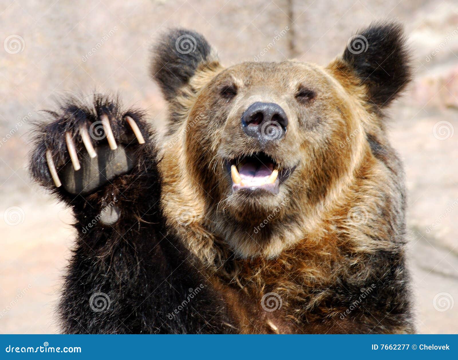 Growling brown bear stock image. Image of wild, growling - 7662277