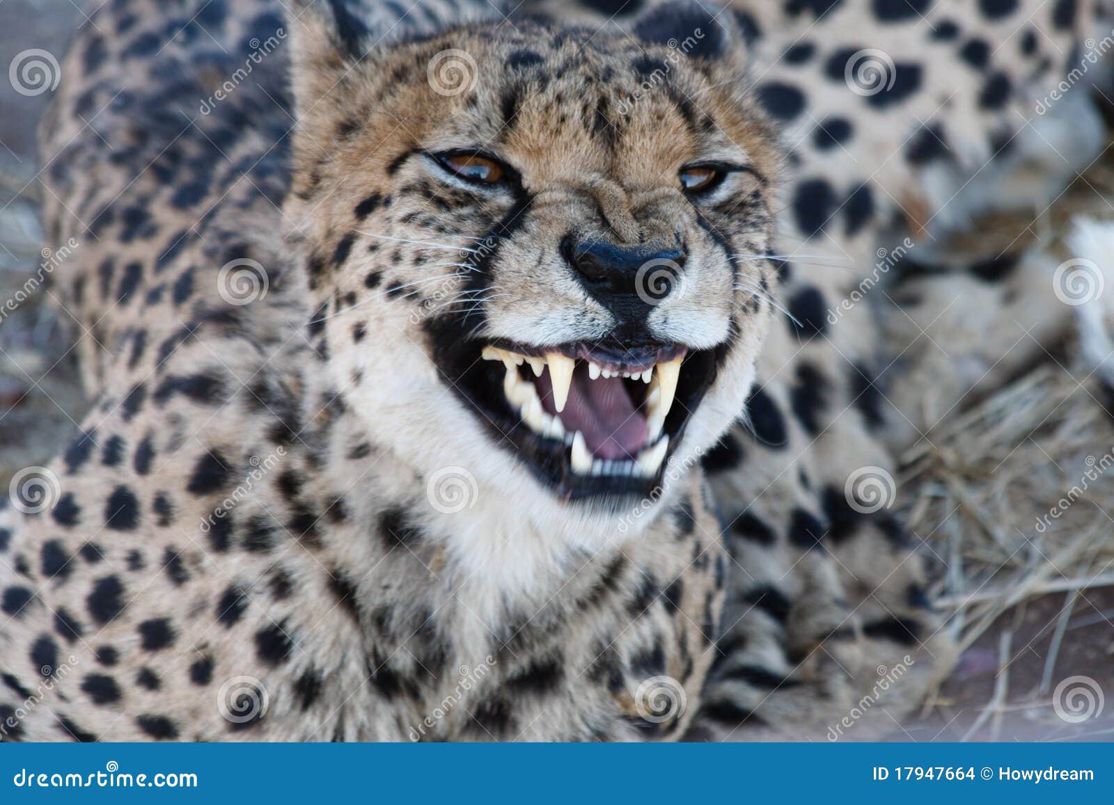 Growling Cheetah stock photo. Image of safari, cheetah - 17947664