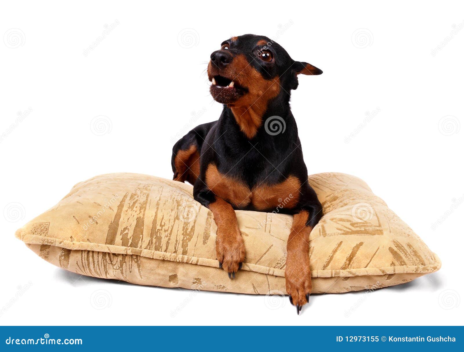 Growling dog stock image. Image of mini, little, compact - 12973155