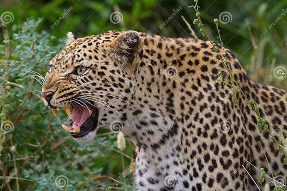 Growling leopard stock image. Image of pattern, lush - 14782045